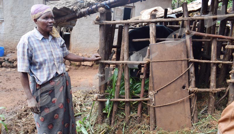 IWACU English News | The voices of Burundi – Mwaro: Contagious disease ...