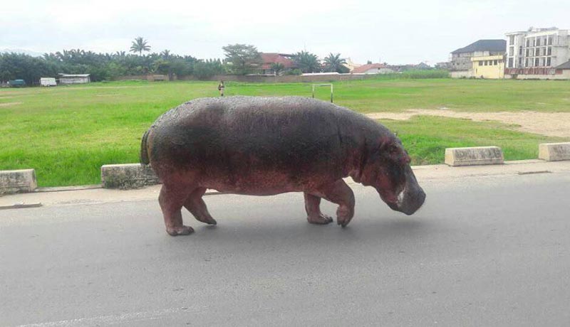 L’hippopotame, une espèce menacée au Burundi – IWACU
