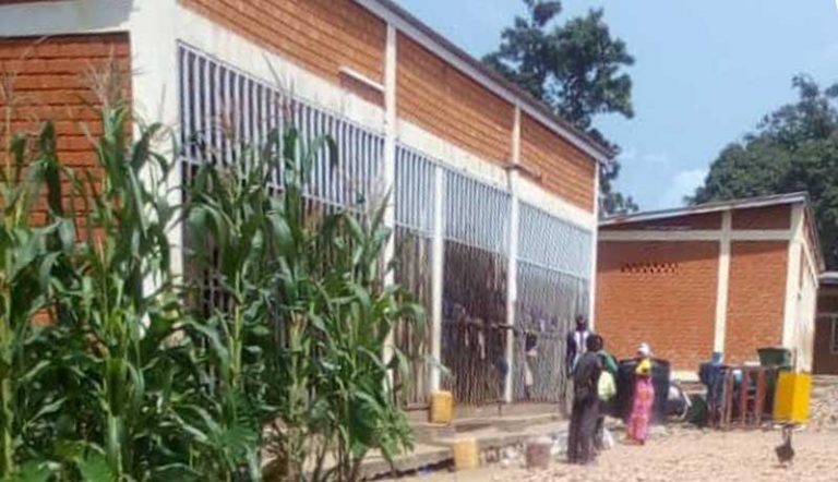 Rumonge : Au secours du palmier à huile ! – IWACU