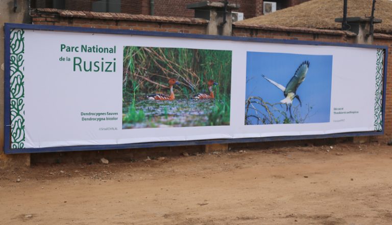 La Biodiversité du Parc National de la Rusizi mise à l’honneur – IWACU