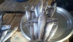 Région Sud/Rumonge : Flambée des prix du poisson – IWACU