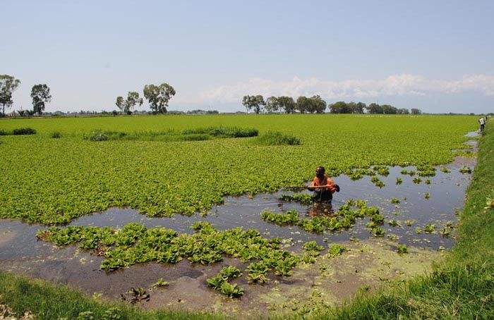 Quand la station d’épuration de Buterere menace l’environnement – IWACU